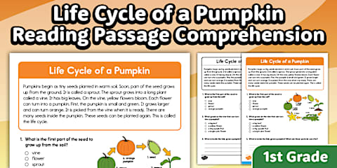 First Grade Life Cycle of a Pumpkin Reading Passage Comprehension Worksheet