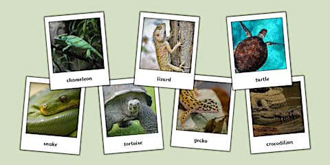 KS1 Animal Groups Colouring Pack