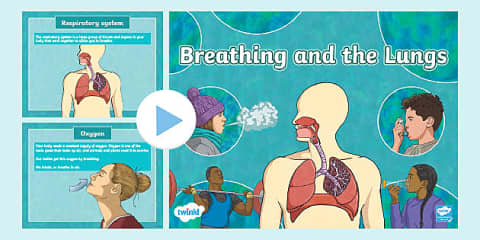 Human Respiratory System Augmented Reality (AR) 3D Model