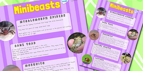 Large Minibeasts Display Poster - minibeasts, minibeast display
