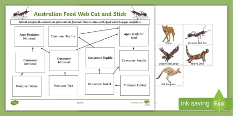 Daintree Rainforest Food Chains and Food Webs Activity