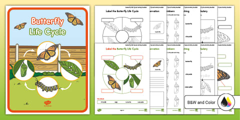 EYFS Butterfly Life Cycle Activity Booklet