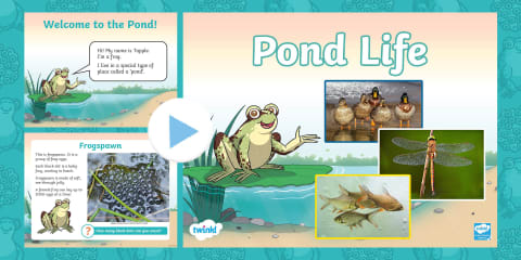 Pond Life Photo PowerPoint