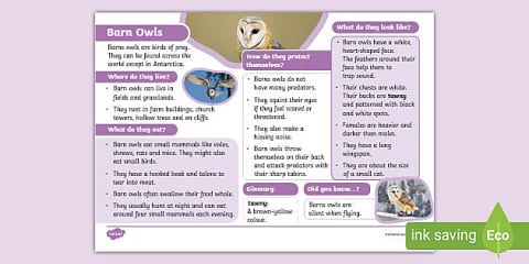 KS1 All About Barn Owls Reading Comprehension Activity