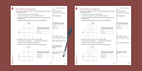 Punnett Squares Worksheet