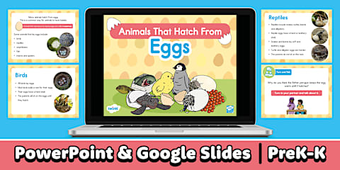 All About Mammals for PreK-K