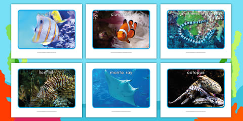 Ocean Sea Creatures Movement Cards | Twinkl