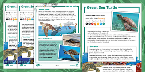 Sea Turtle Nesting STEM Activity (Compatible with Bee-Bots)
