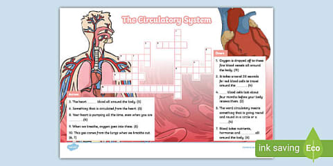 Circulatory System Flowchart Display Poster and Worksheet Pack