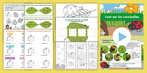 PowerPoint : Tout sur les coccinelles
