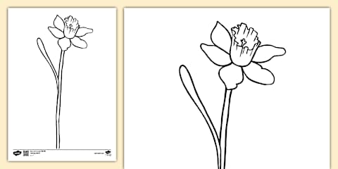 KS1 St David's Day Doodles Colouring Sheet