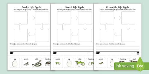 Life Cycle of a Koala Worksheets | Life Cycles | Twinkl