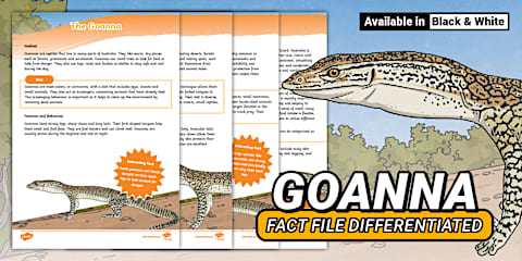 Meerkat Adaptations Fact File