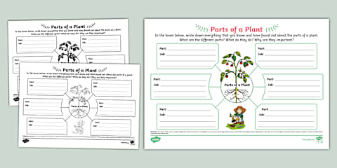 Plant Part Functions Cut and Paste Worksheet for K-2nd Grade