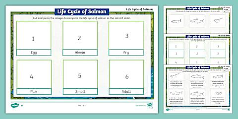 Salmon Life Cycle Poster