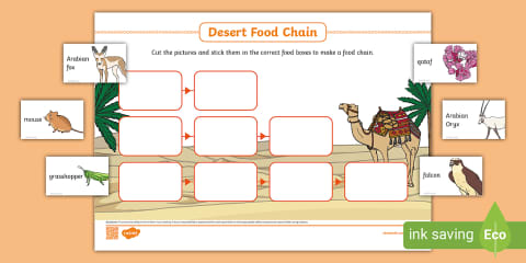 Desert Animal Food Chain Activity Sheet
