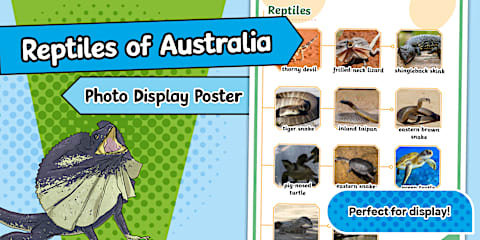 Wild Sketchbook Themed Patterns in Nature Display Poster