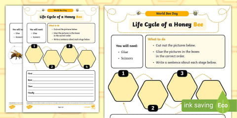 Life Cycle of a Honey Bee Information Display Posters