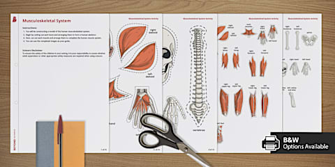 Human Body Systems Matching Activity