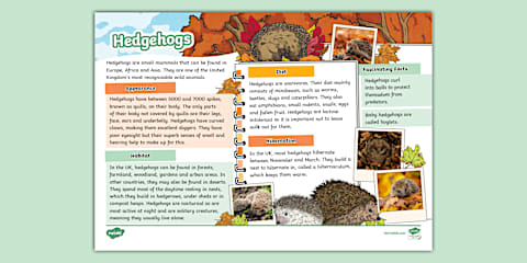 KS1 Wildebeest Fact File - Twinkl