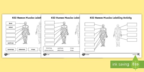 Human Body Muscles Diagram Activity Pack