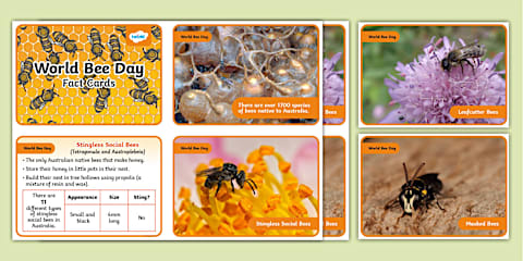 Honeybees Fact File - KS1 - Twinkl