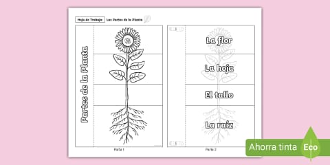 Plantilla visual: Las partes de la planta