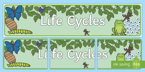 Ladybird Life Cycle Display Posters