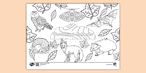 Nocturnal Animals Pattern Tracing Activity
