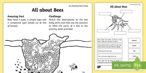 How Honey Is Made Worksheet