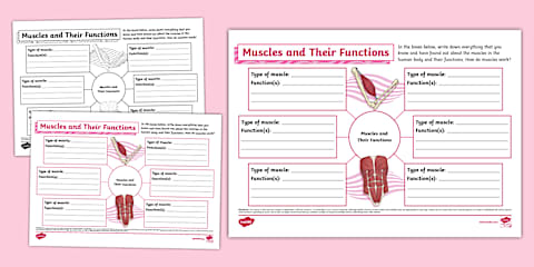 Types of Muscles Flash Cards