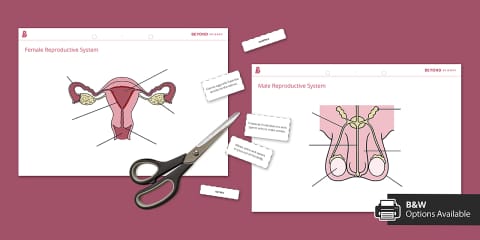 Year 7 - Year 10 Science Human Reproductive System Display Posters