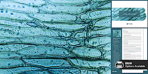 Pond Water Microscope Practical