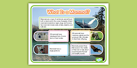 All About Mammals PowerPoint and Google Slides for K-2nd Grade