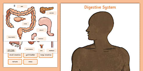 Twinkl Symbols: Science: Year 4: Digestive System Activity Sheet