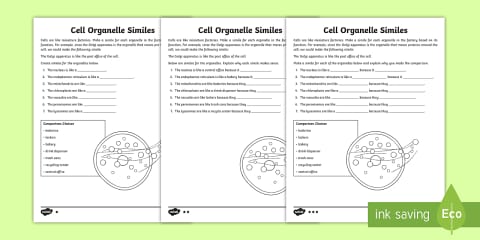 Plant Cell Labeling Worksheet for 6th-8th Grade