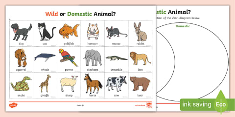 Comparing Wild and Domestic Animals Discussion Prompt Poster