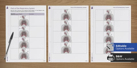 Respiratory System Labelling Activity