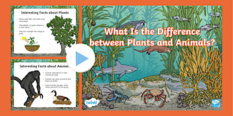 Differences Between Plants and Animals Worksheet
