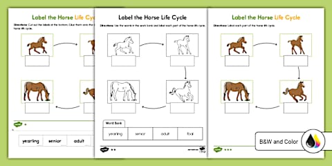 Horse Life Cycle Poster