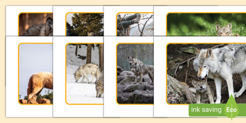 Draw the Wolf Worksheet
