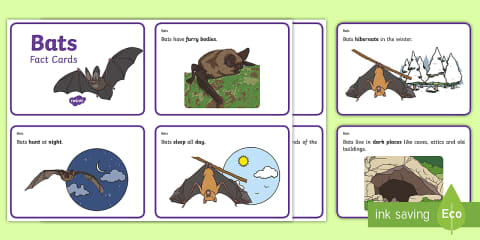 KS1 Facts About Bats PowerPoint