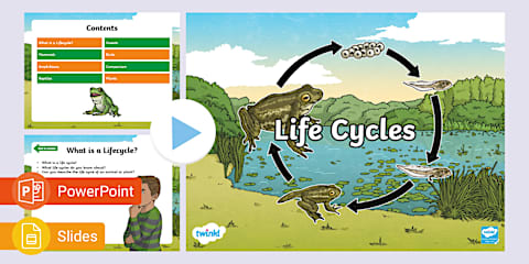Butterfly Life Cycle Board Game
