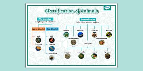 Science Classifying Organisms Mnemonic Display Posters