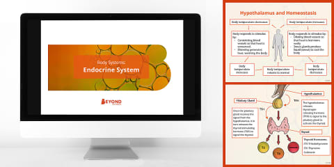 Endocrine System Labelling Worksheet