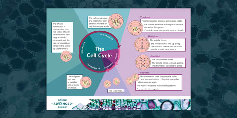 Cell Cycle and Mitosis One-Pager Project for 6th-8th Grade