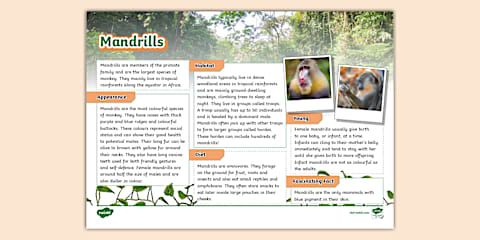 KS1 Wildebeest Fact File - Twinkl