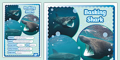 Basking Shark Fact File