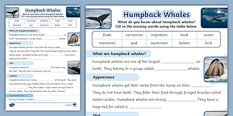 Whale Adjectives Worksheet - Twinkl English