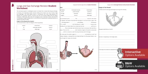 The Respiratory System Labelling Activity Sheet